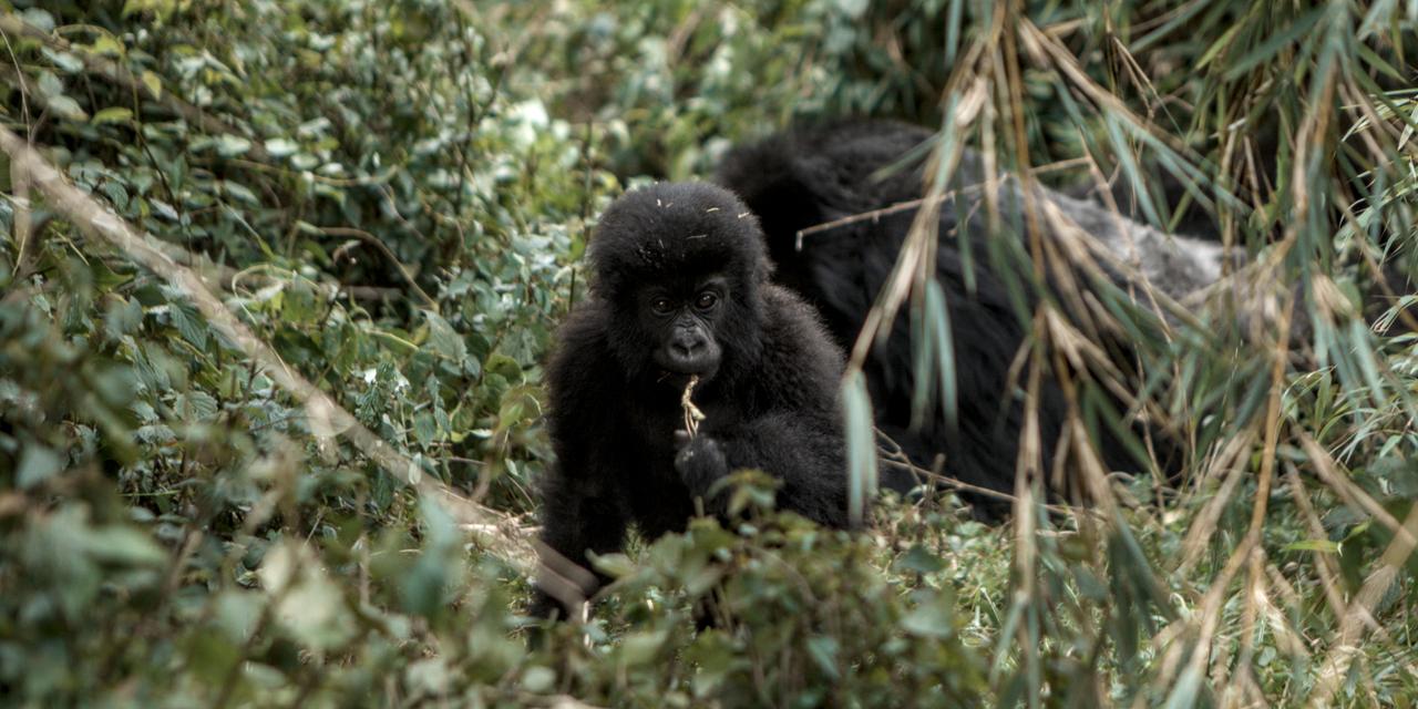 En Afrique centrale, avec les derniers gorilles de montagne, sauvés de ...