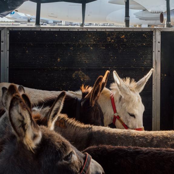 will donkeys attack humans