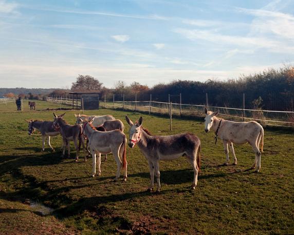 The strange airborne rescue of Gaza's donkeys, from Israel to Europe