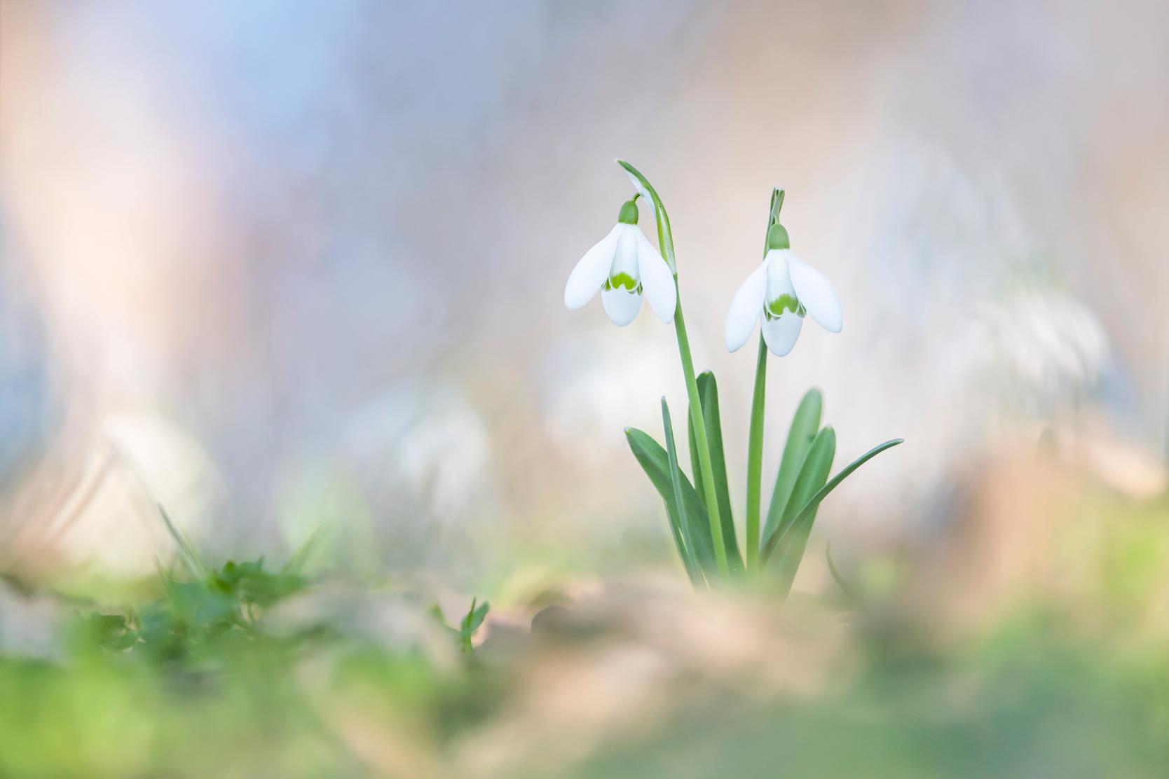 Le perce-neige, ou l’art de semer la concurrence en fleurissant plus tôt