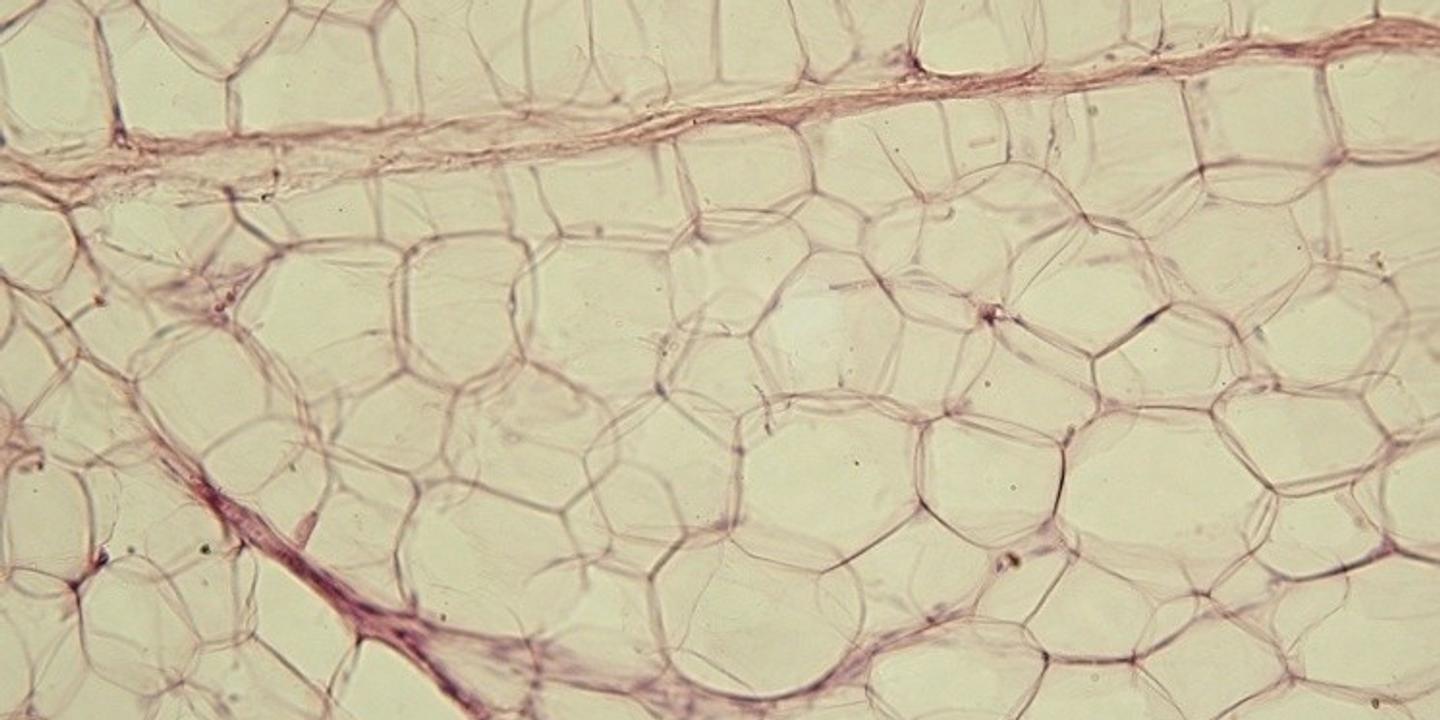 Le tissu adipeux beige, contrôleur discret de la pression artérielle