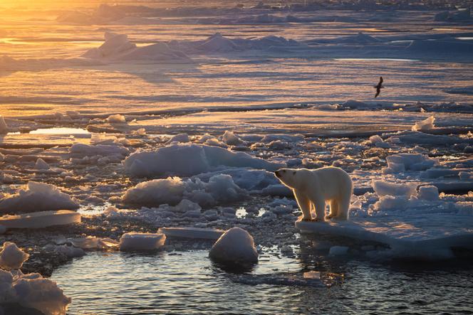 In Svalbard, where sea ice is vanishing faster than anywhere else ...