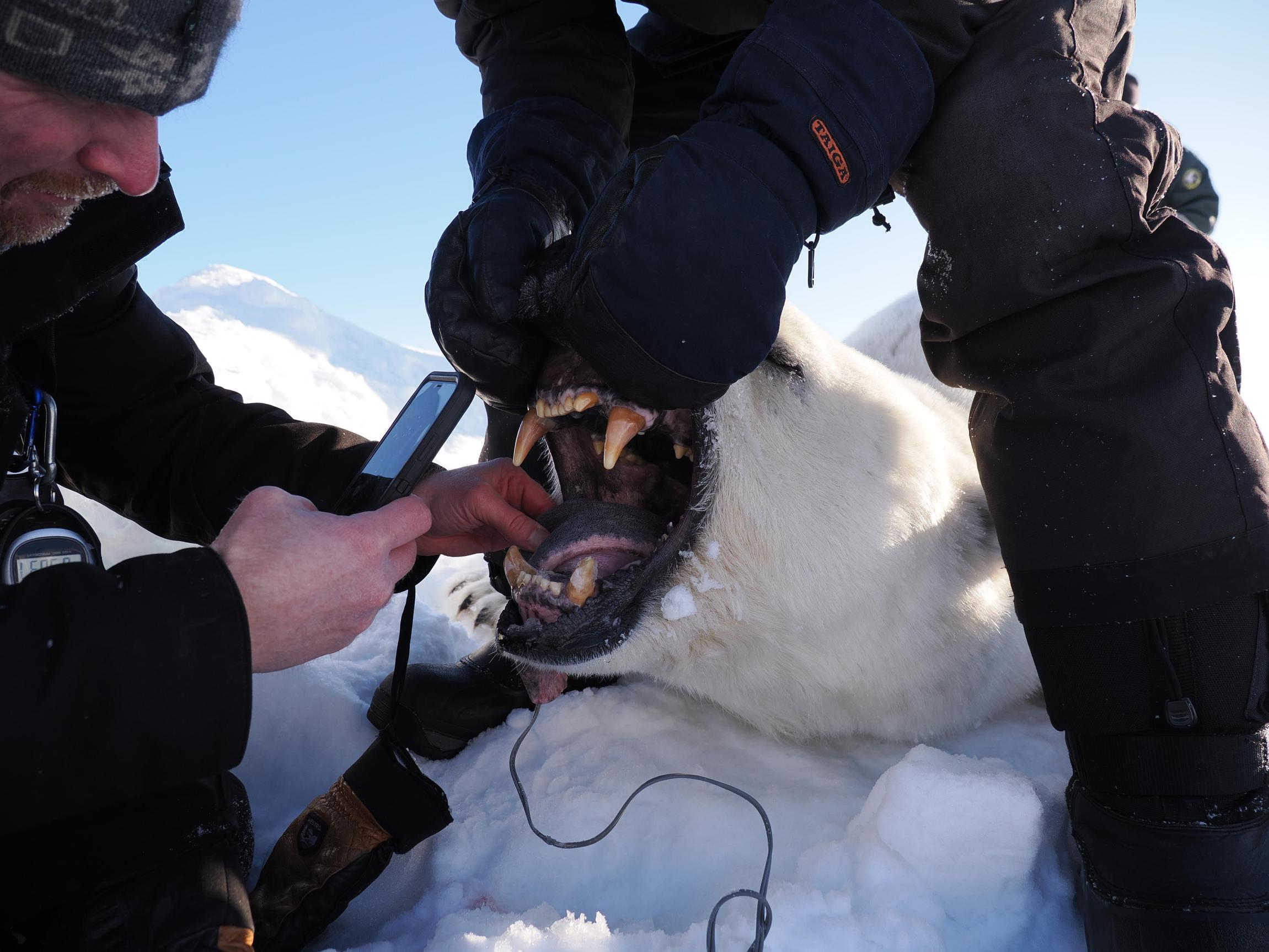 In Svalbard, where sea ice is vanishing faster than anywhere else ...