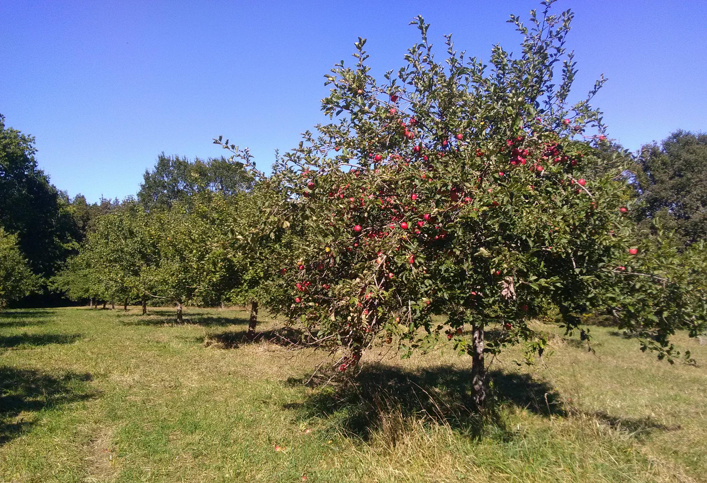 Le retour en grâce des arbres fruitiers : « Avec un verger chez soi, on ...