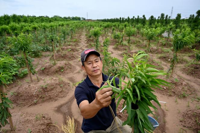 'At that price, how can we accept?' Trump Organization's Vietnam golf ...