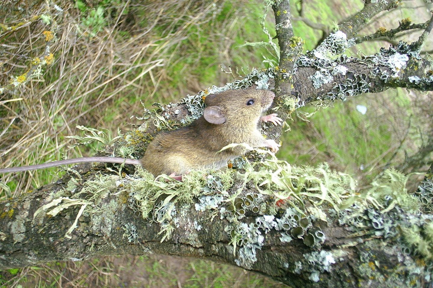 Hantavirus : tout savoir sur le rat pygmée de rizière à longue queue ...