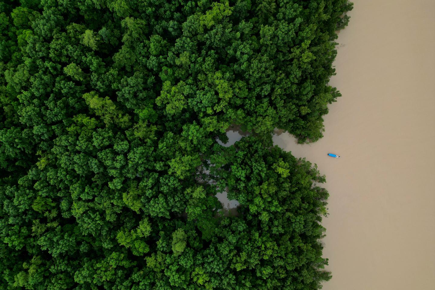 Au Brésil, la déforestation à son plus bas niveau depuis 2019 selon un ...