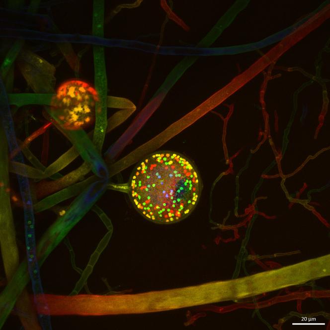 Study reveals first global map of underground fungal networks vital for ...