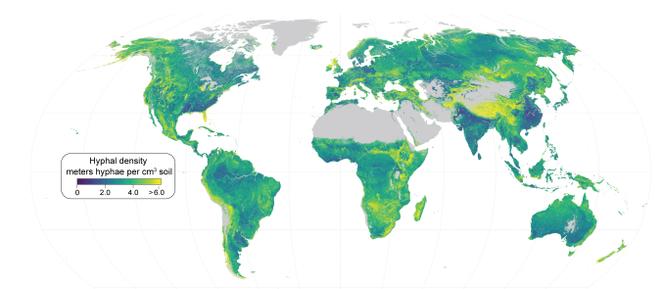 Study reveals first global map of underground fungal networks vital for ...